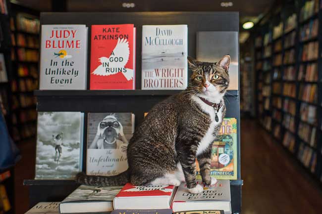 A la Rencontre des Chats dans les Boutiques de New York - MaxiTendance