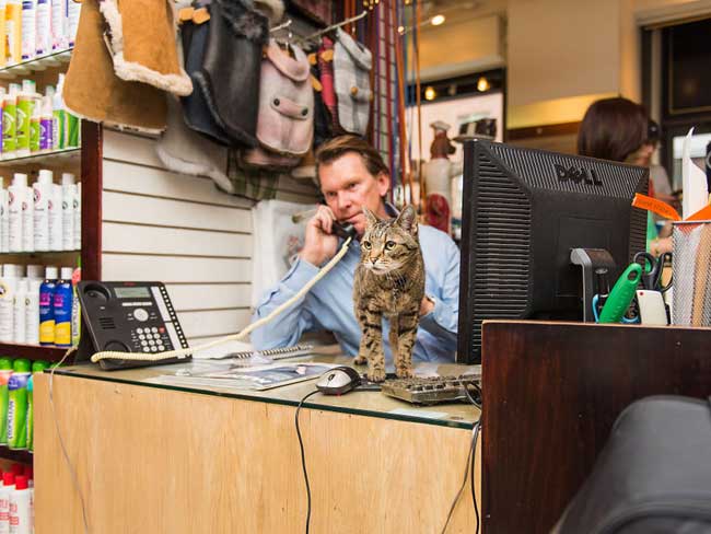 A la Rencontre des Chats dans les Boutiques de New York - MaxiTendance