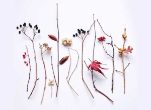Magnifiques Compositions Visuelles de Fleurs et de Botanique - MaxiTendance