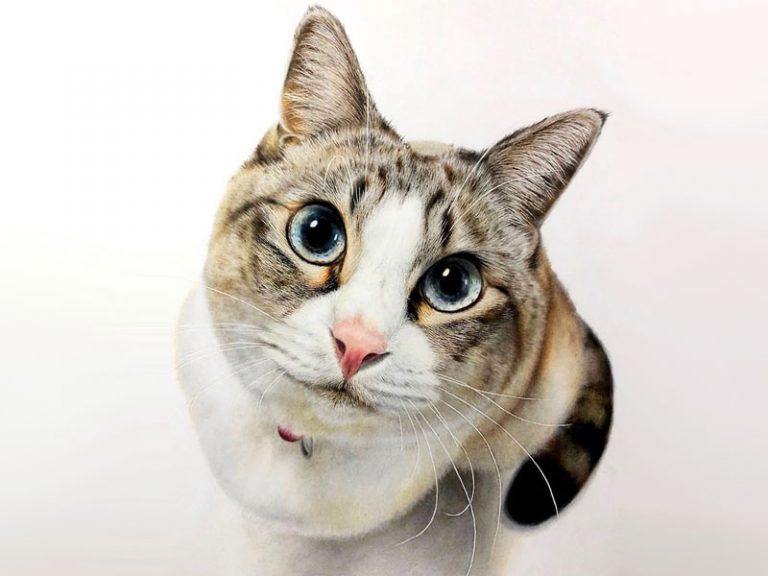 Dessins de Chats Hyper Réalistes par Haruki Kudo - MaxiTendance