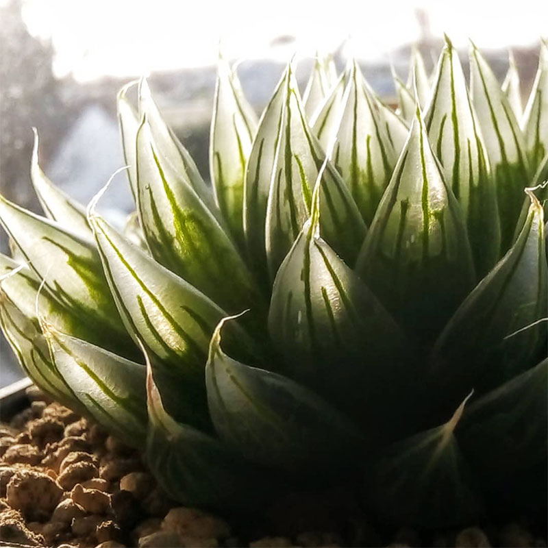 Haworthia Cooperi, Succulente Translucide aux Airs de Bijoux - MaxiTendance