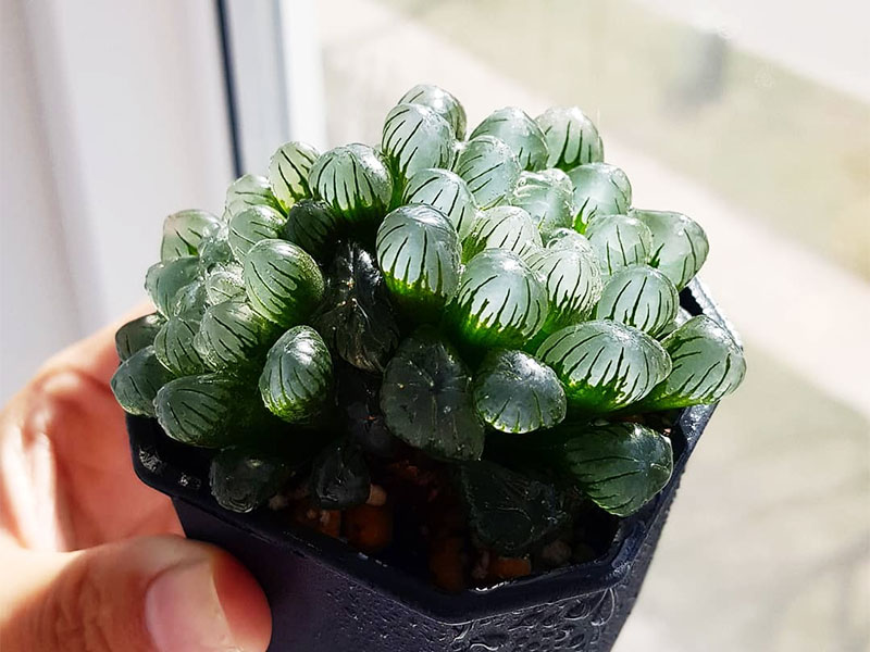 Haworthia Cooperi, Succulente Translucide aux Airs de Bijoux - MaxiTendance