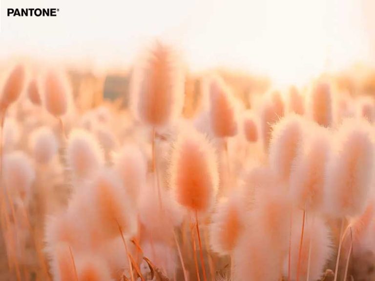 Pantone Peach Fuzz, Une Couleur Pêche pour l'Année 2024 - MaxiTendance